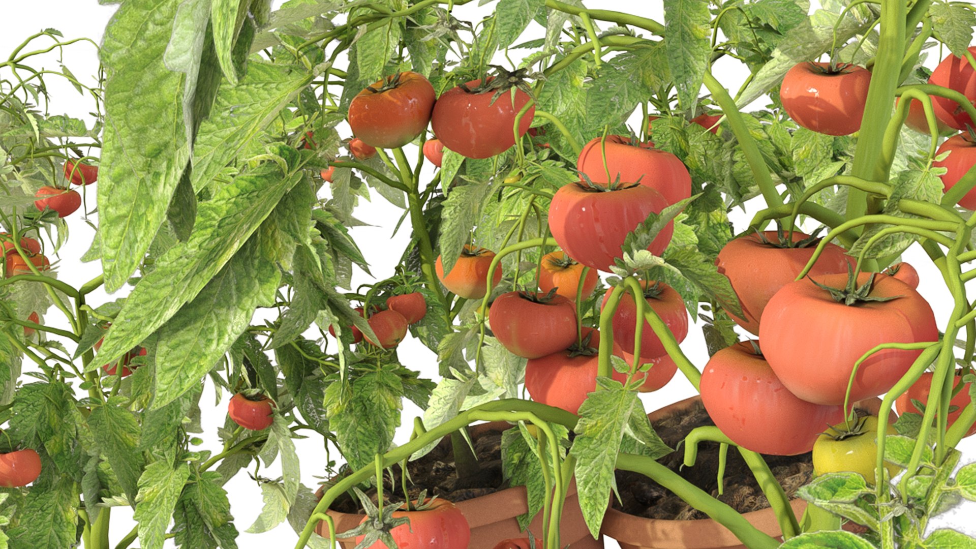 3D Gardener Tomato Toolkit - TurboSquid 1407244