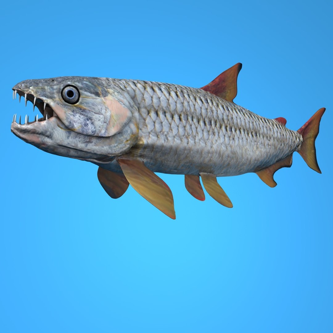 3d African Tigerfish Africa Piranha Fish Model