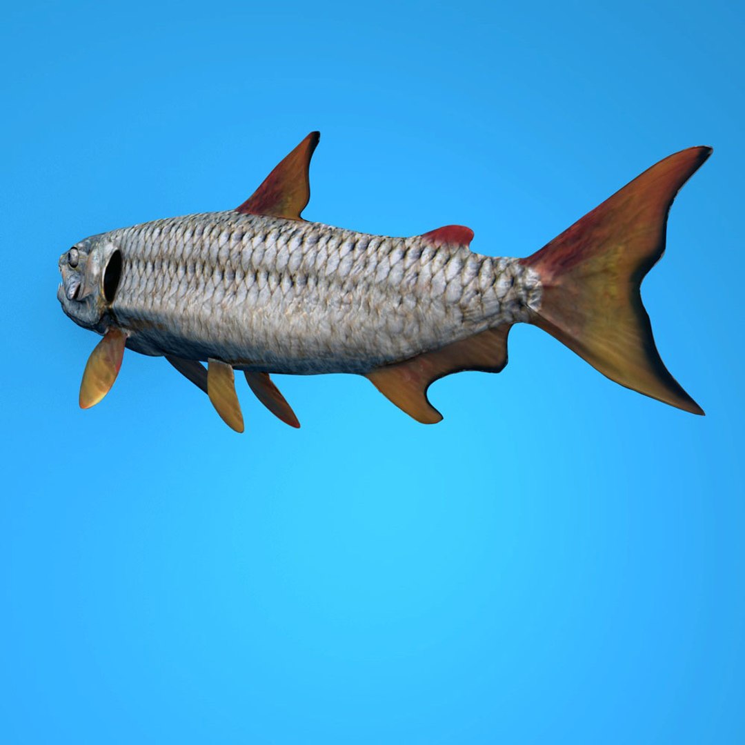 3d African Tigerfish Africa Piranha Fish Model