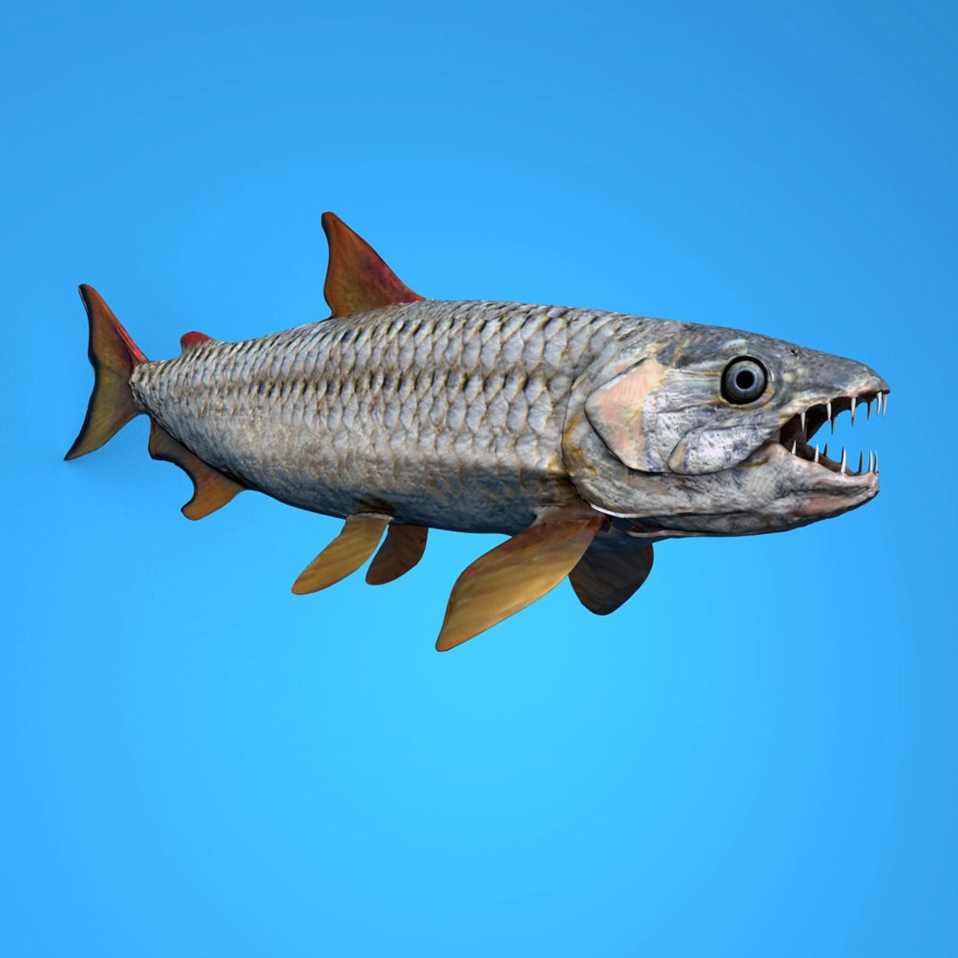 3d African Tigerfish Africa Piranha Fish Model