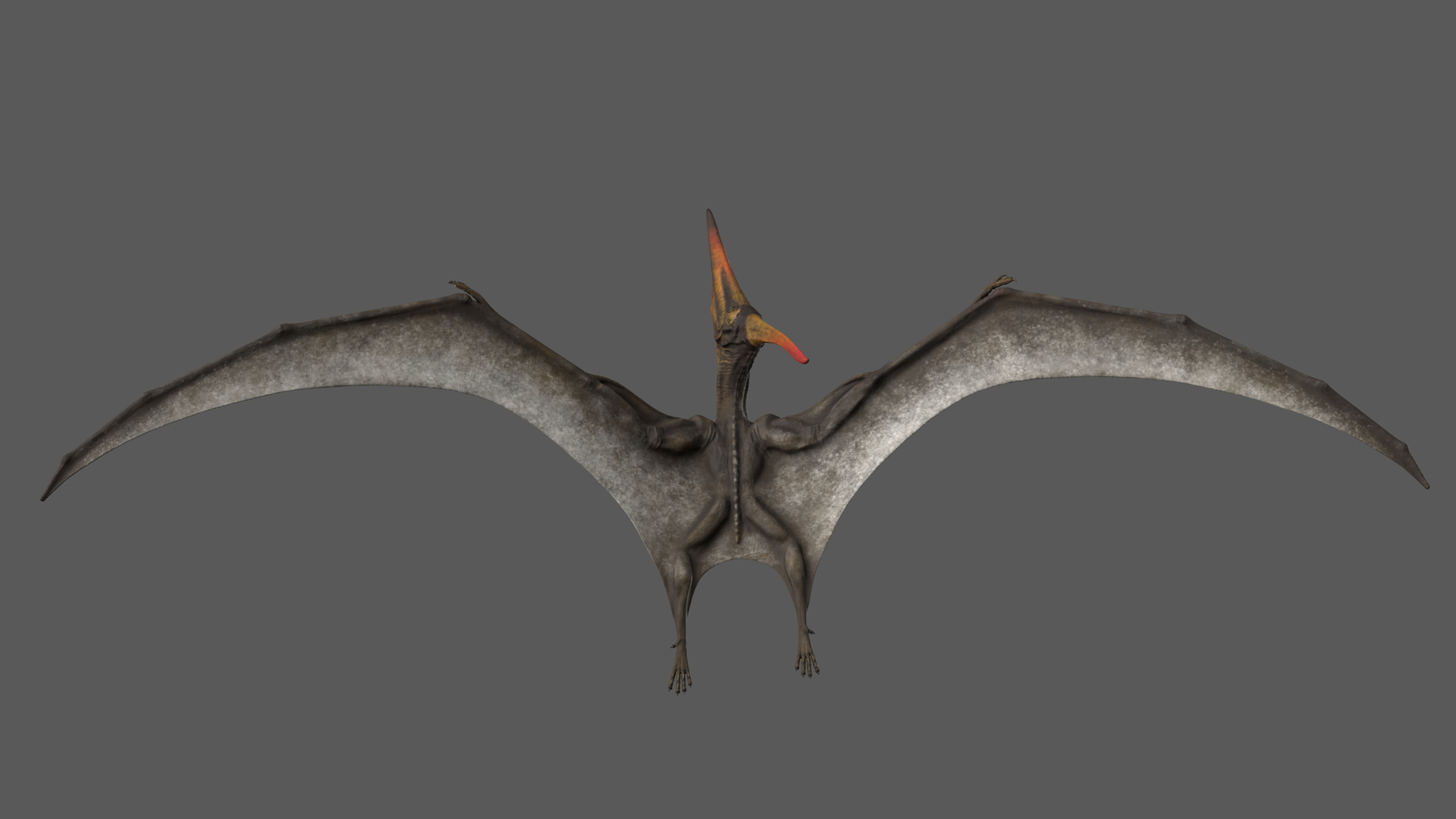 3D rigged pteranodon longiceps gray model - TurboSquid 1519356