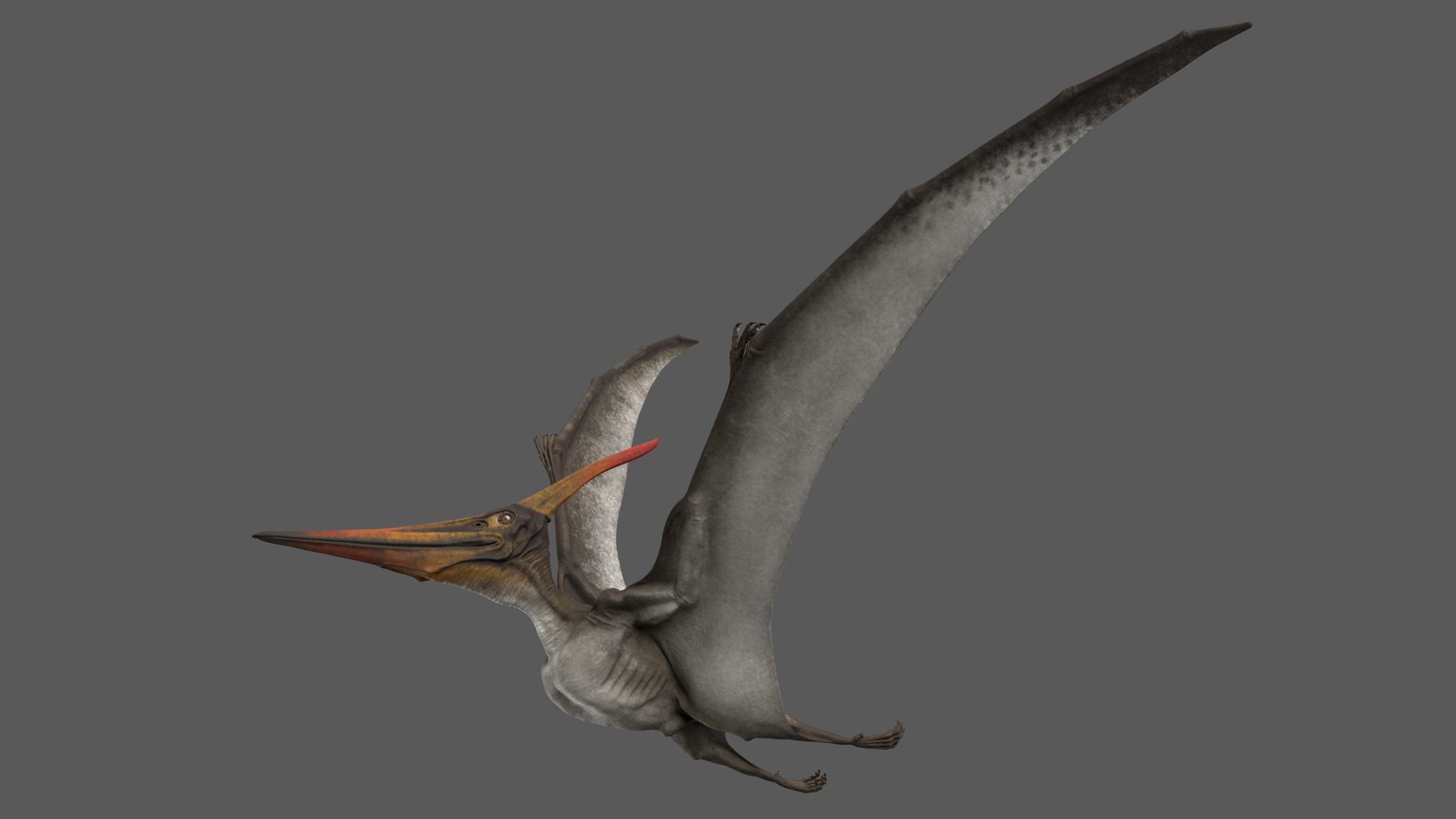 3D Rigged Pteranodon Longiceps Gray Model - TurboSquid 1519356