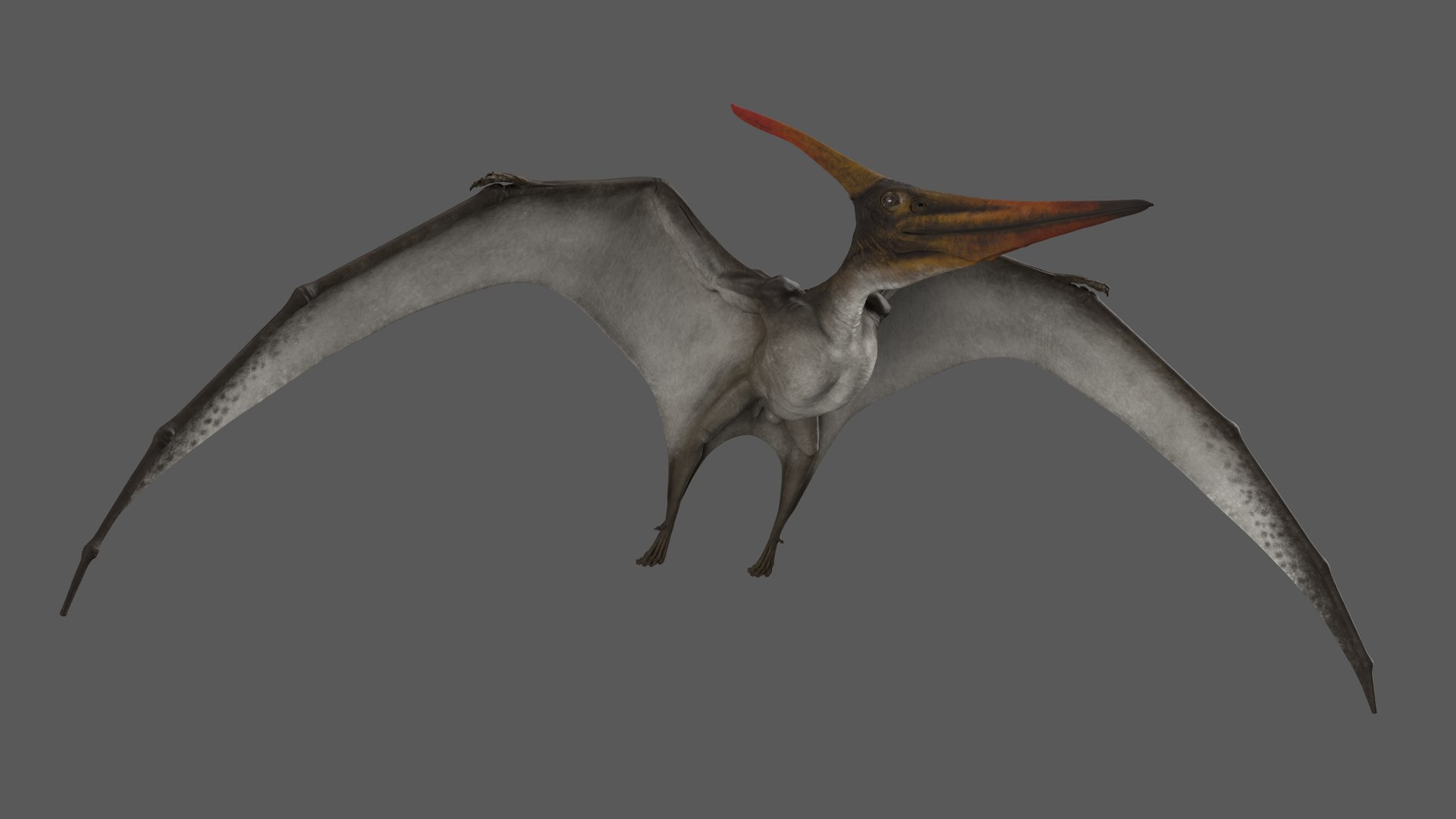 3D Rigged Pteranodon Longiceps Gray Model - TurboSquid 1519356