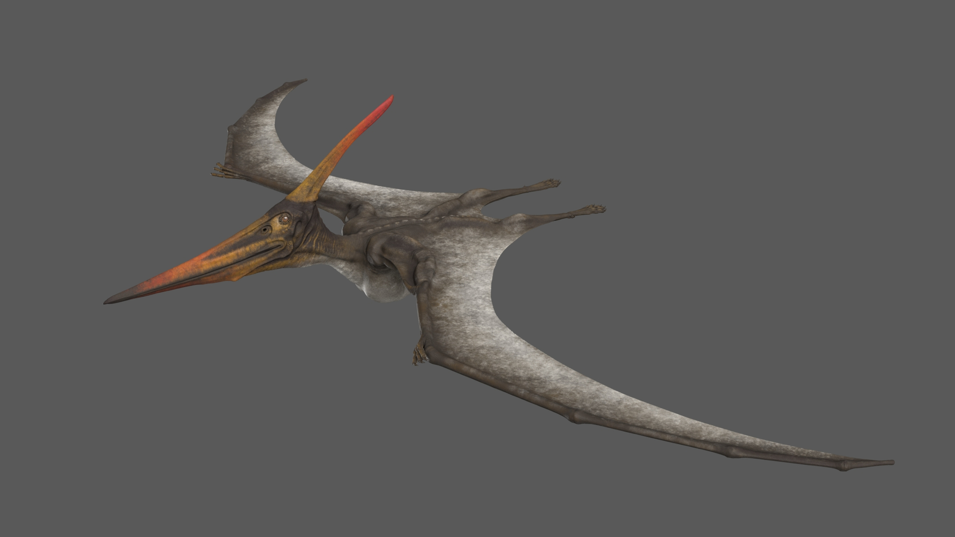 3D Rigged Pteranodon Longiceps Gray Model - TurboSquid 1519356