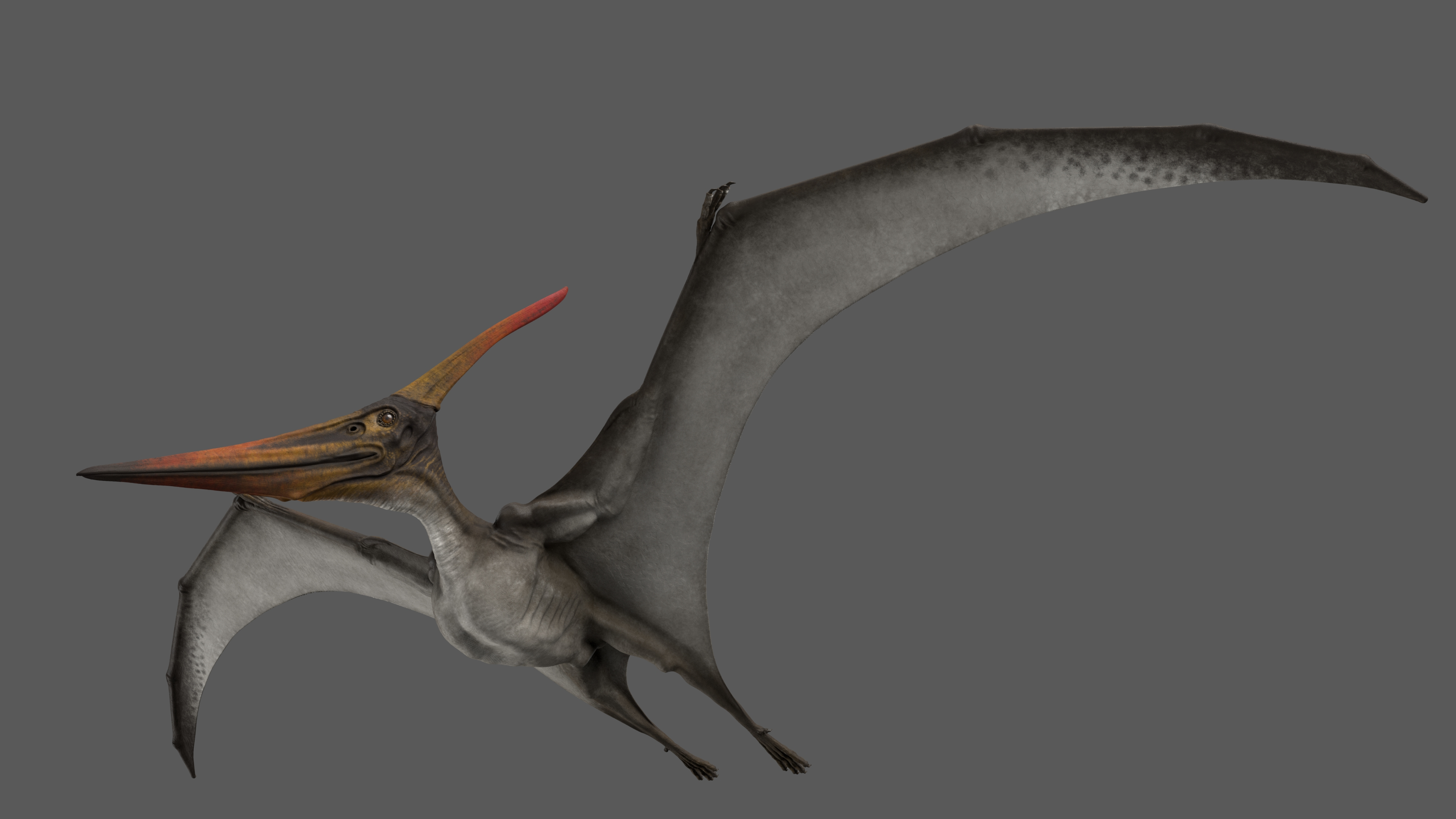 3D rigged pteranodon longiceps gray model - TurboSquid 1519356