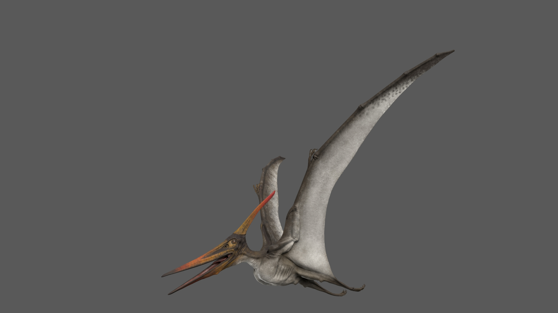 3D Rigged Pteranodon Longiceps Gray Model - TurboSquid 1519356