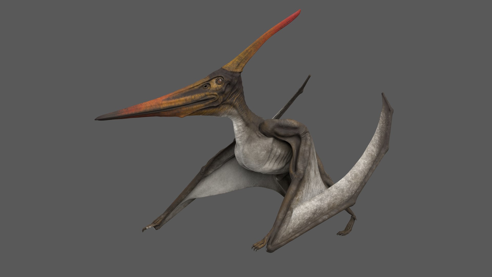 3D Rigged Pteranodon Longiceps Gray Model - TurboSquid 1519356