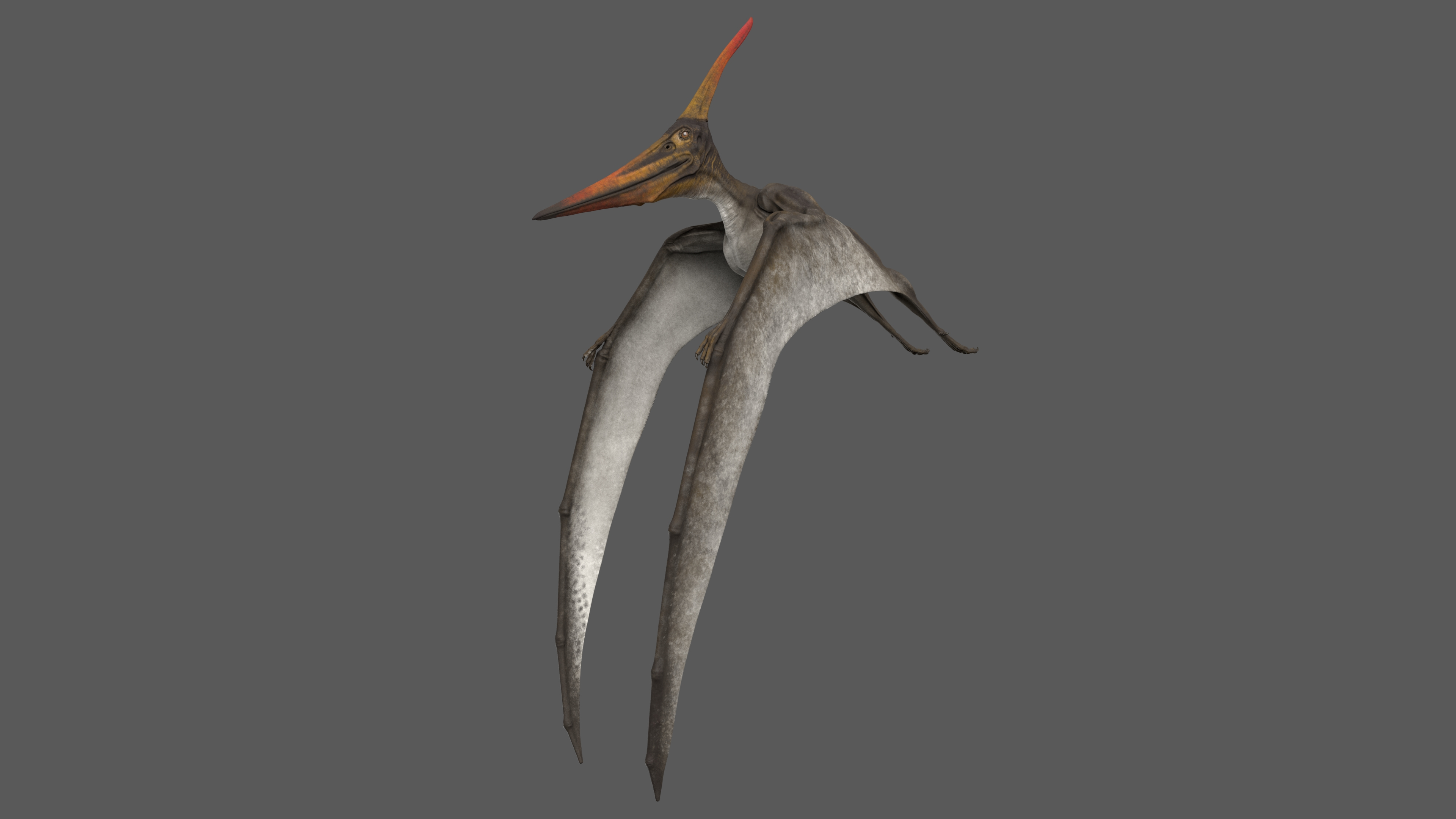 3D rigged pteranodon longiceps gray model - TurboSquid 1519356