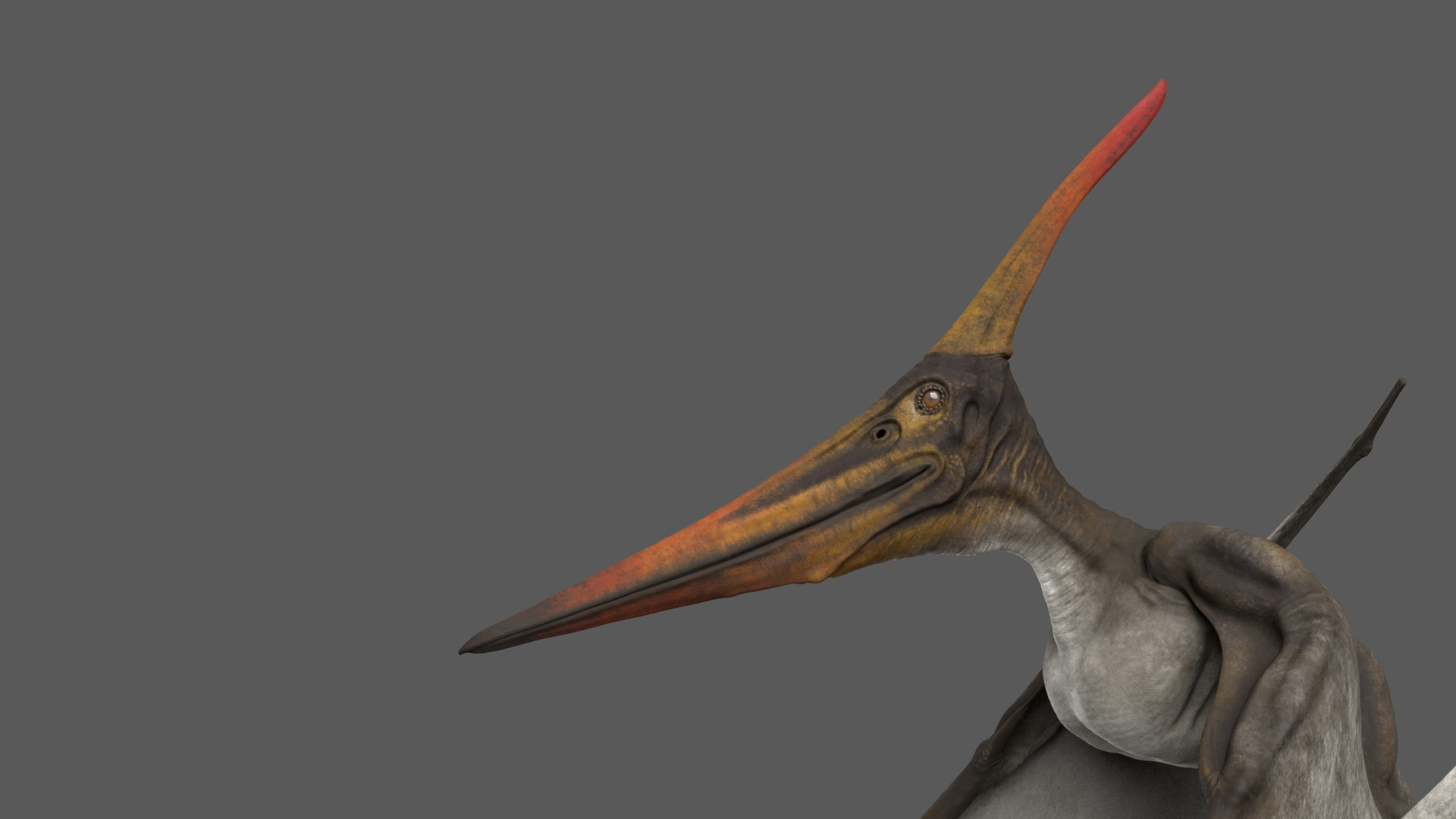 3D Rigged Pteranodon Longiceps Gray Model - TurboSquid 1519356