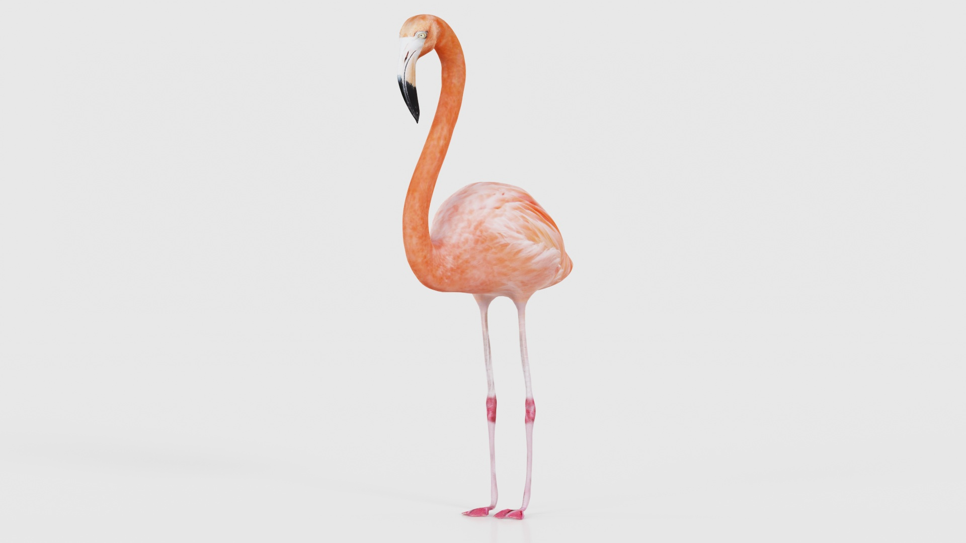 Flamingo Remastered 3D - TurboSquid 2359510