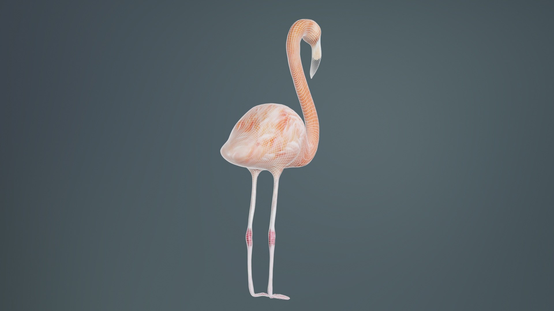 Flamingo Remastered 3D - TurboSquid 2359510