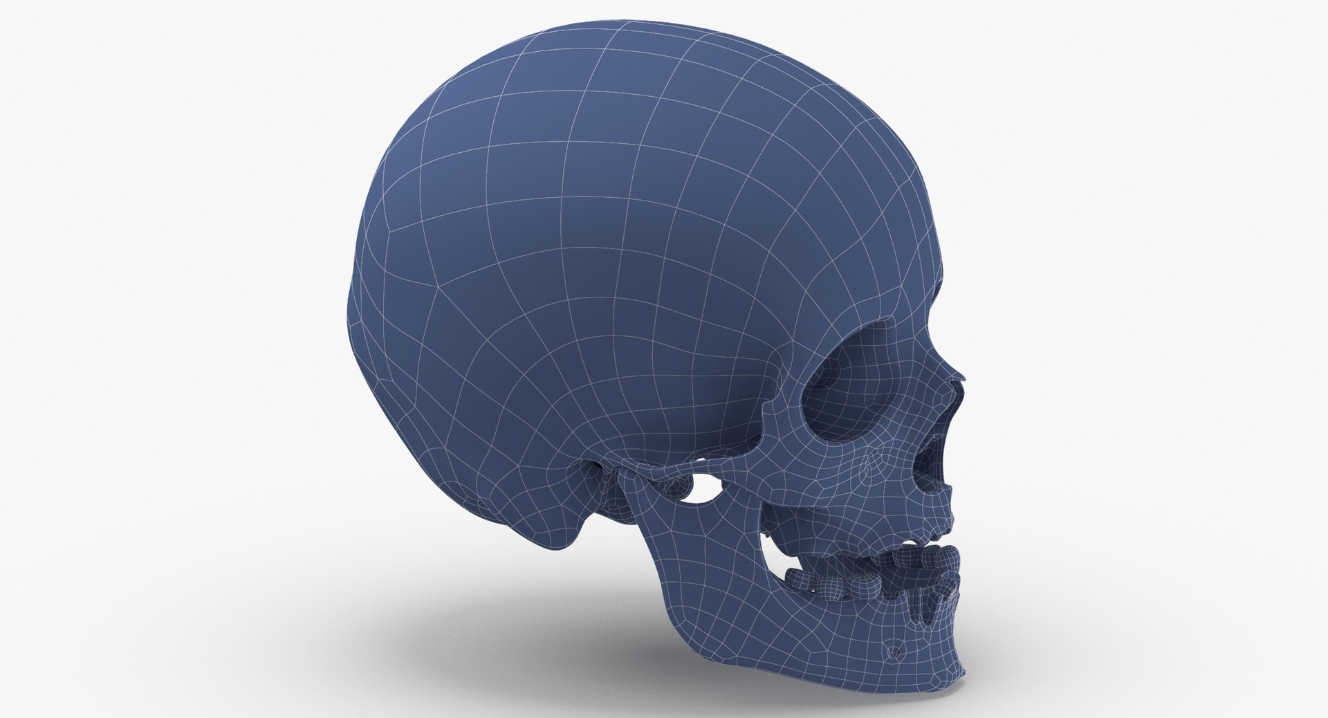 Real human female skull 3D model - TurboSquid 1659650