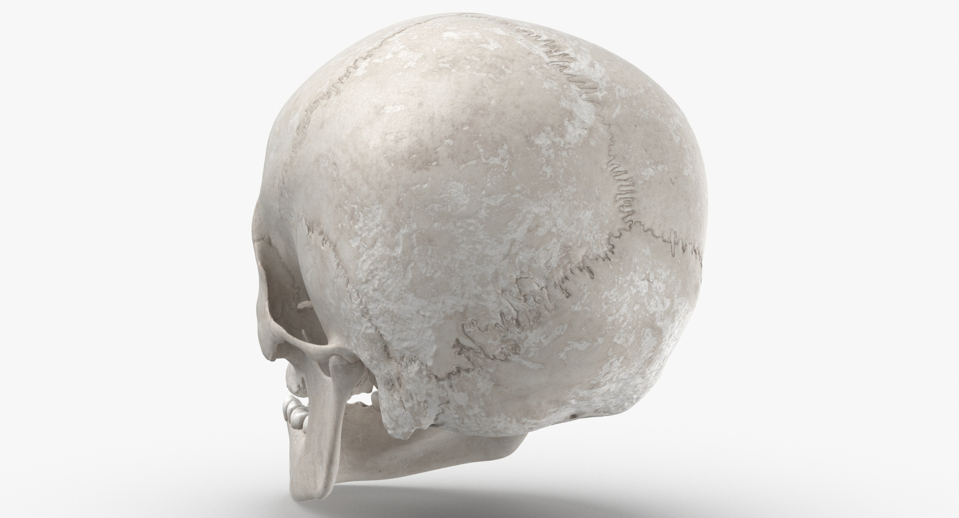 Real human female skull 3D model - TurboSquid 1659650