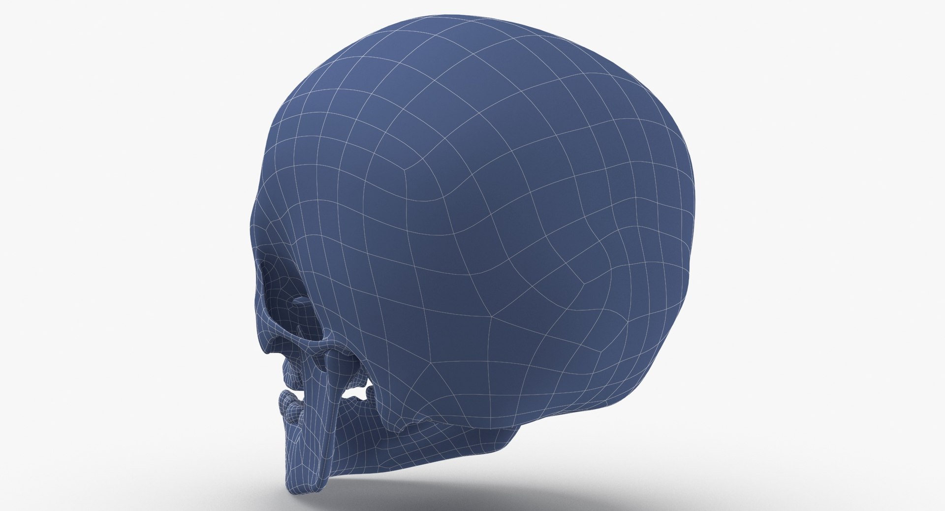 Real Human Female Skull 3D Model - TurboSquid 1659650
