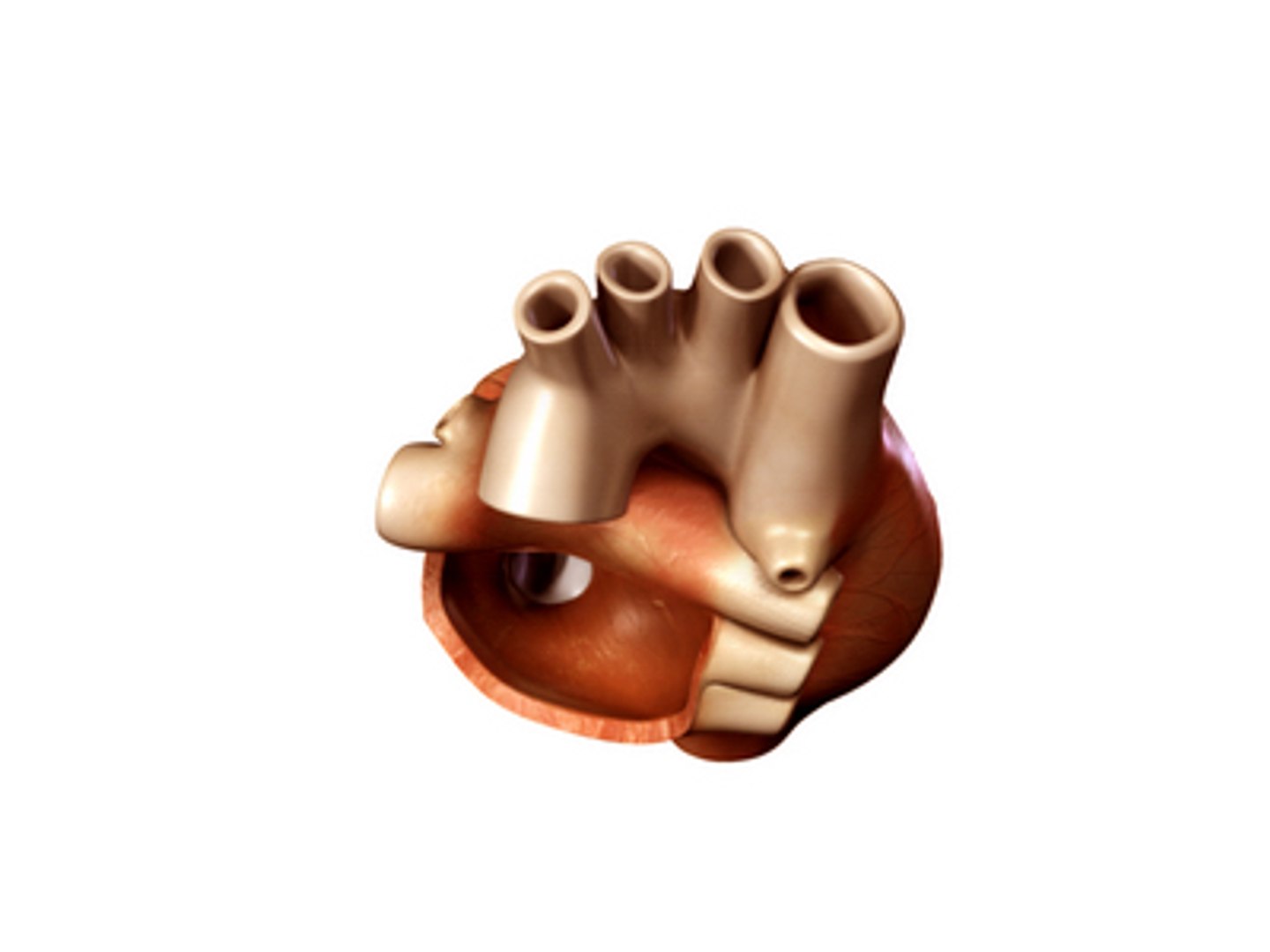 3d heart opened closed