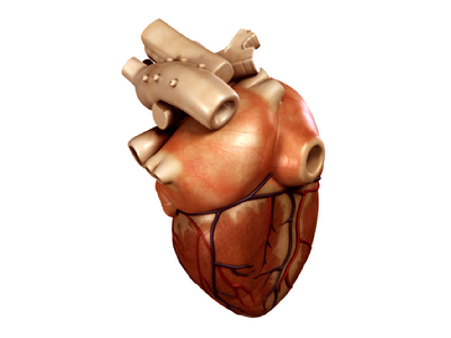 3d Heart Opened Closed