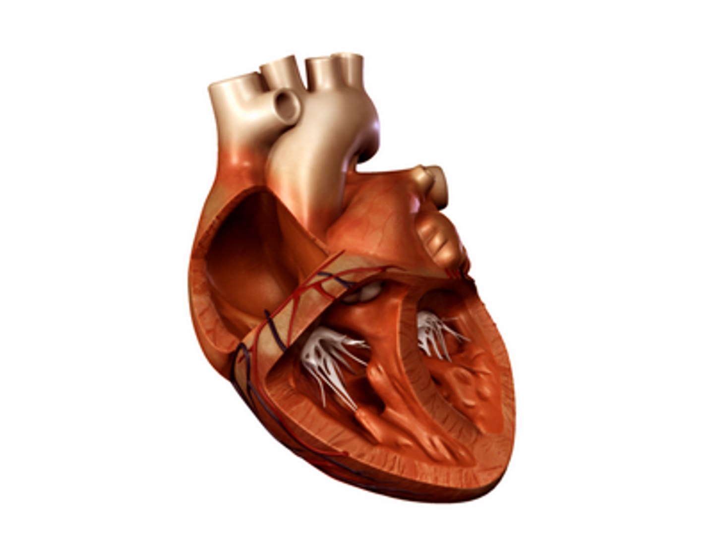 3d Heart Opened Closed