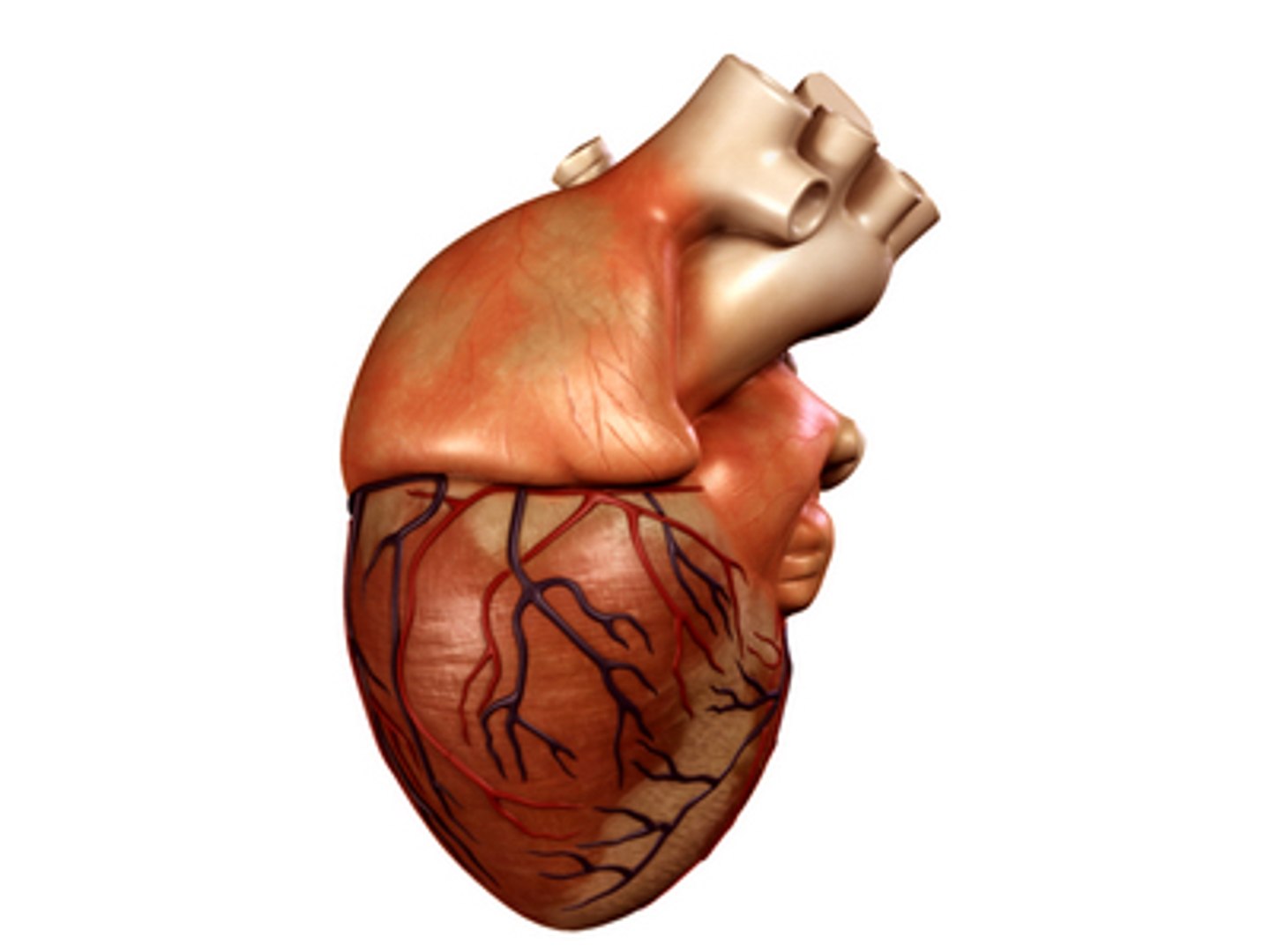 3d Heart Opened Closed