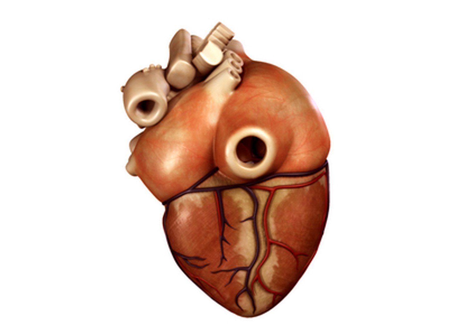 3d Heart Opened Closed