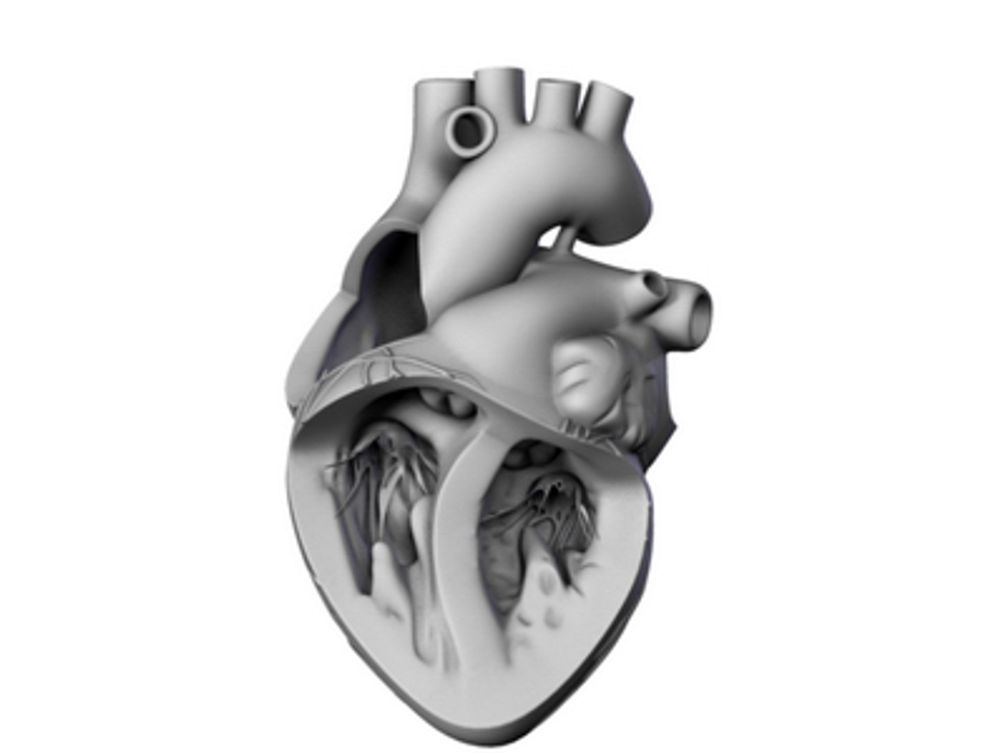 3d heart opened closed