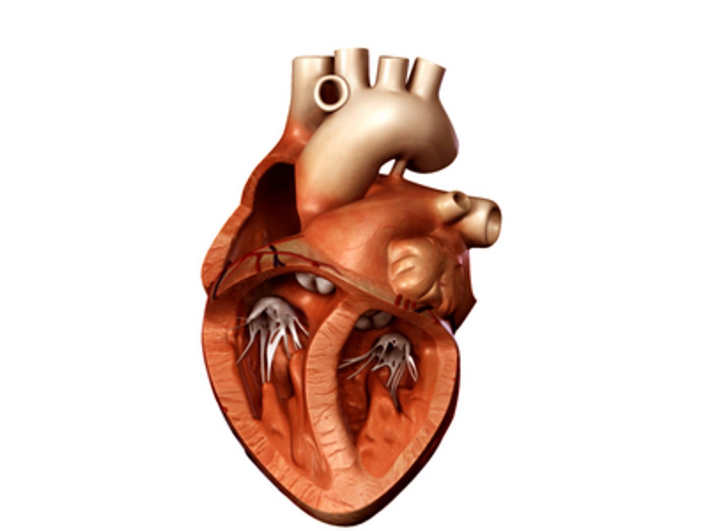 3d Heart Opened Closed