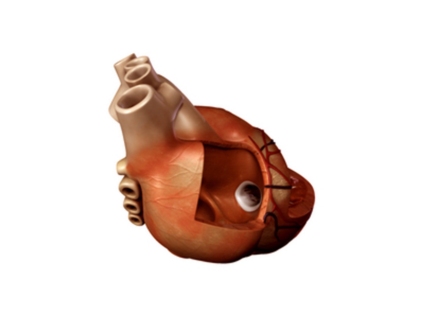 3d heart opened closed