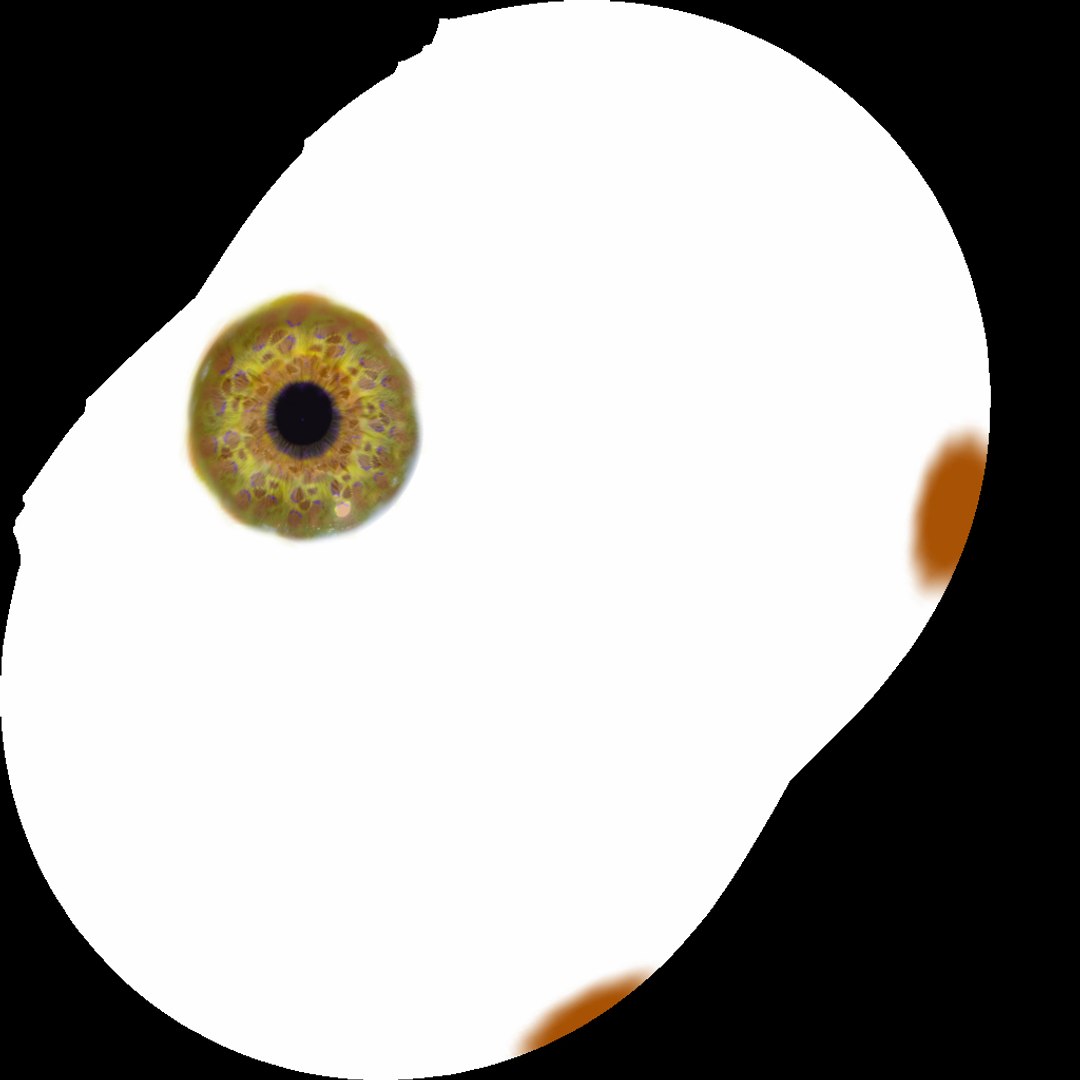 3D Ojo Model - TurboSquid 1161791