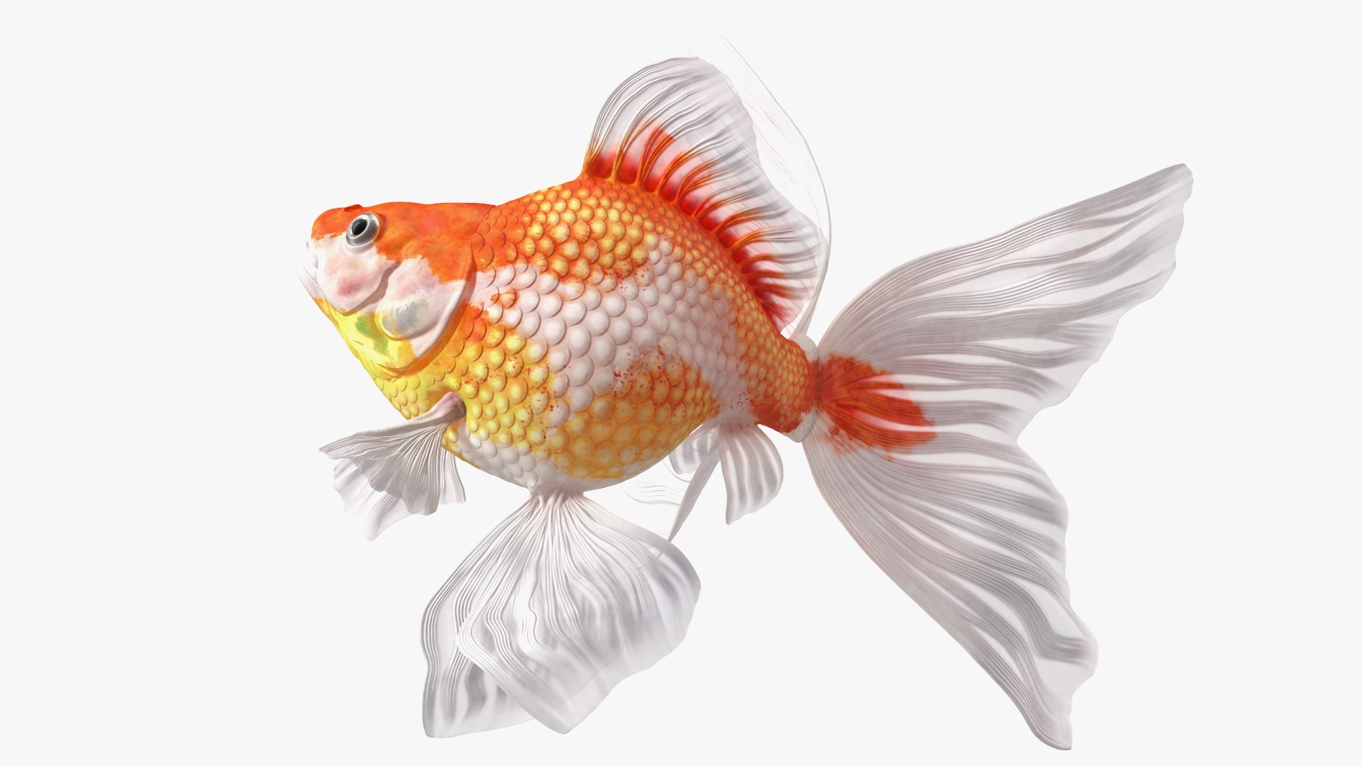 3D White Goldfish Aquarium Fish Swim - TurboSquid 1767401