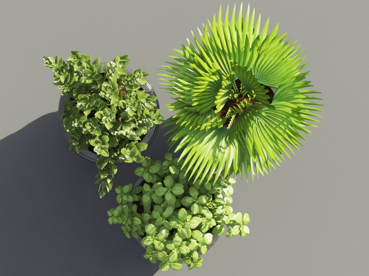 Plant 3D - TurboSquid 1594798