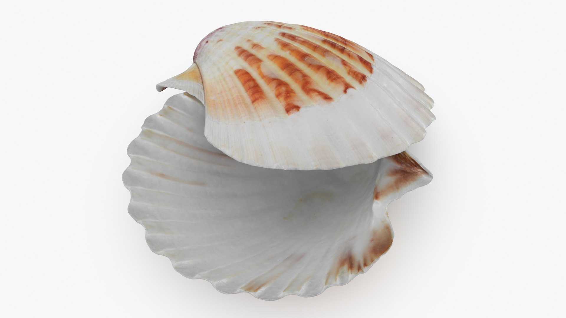 Clam Shell 02 Pose 2 3D Model - TurboSquid 2223907