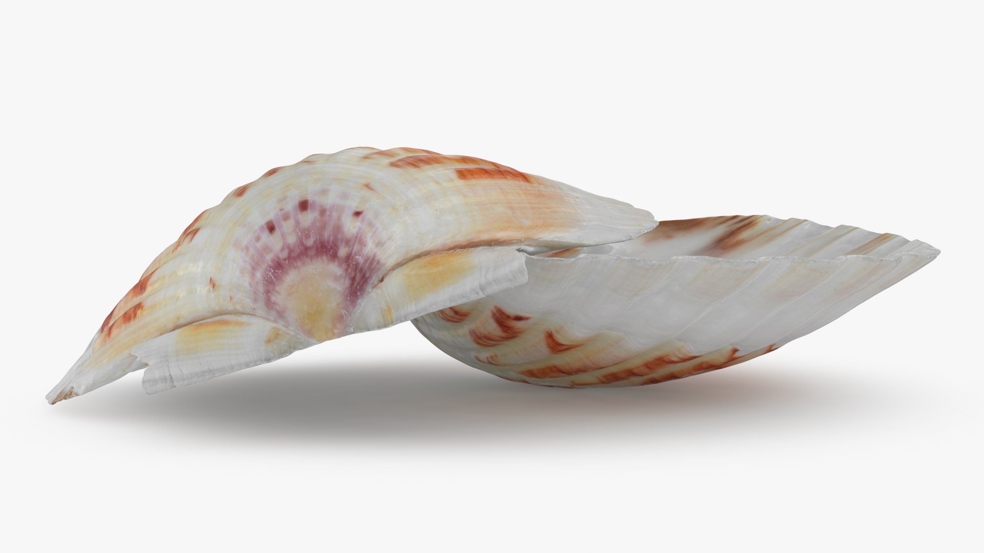 Clam Shell 02 Pose 2 3D Model - TurboSquid 2223907