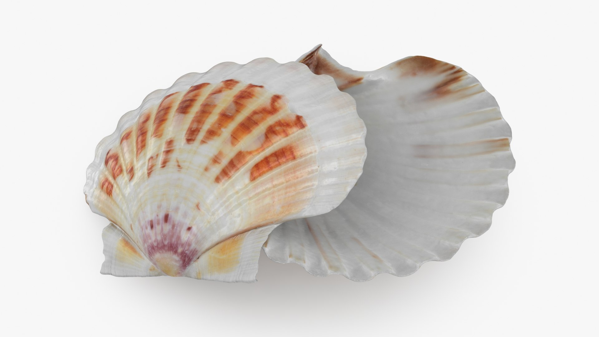 Clam Shell 02 Pose 2 3D Model - TurboSquid 2223907