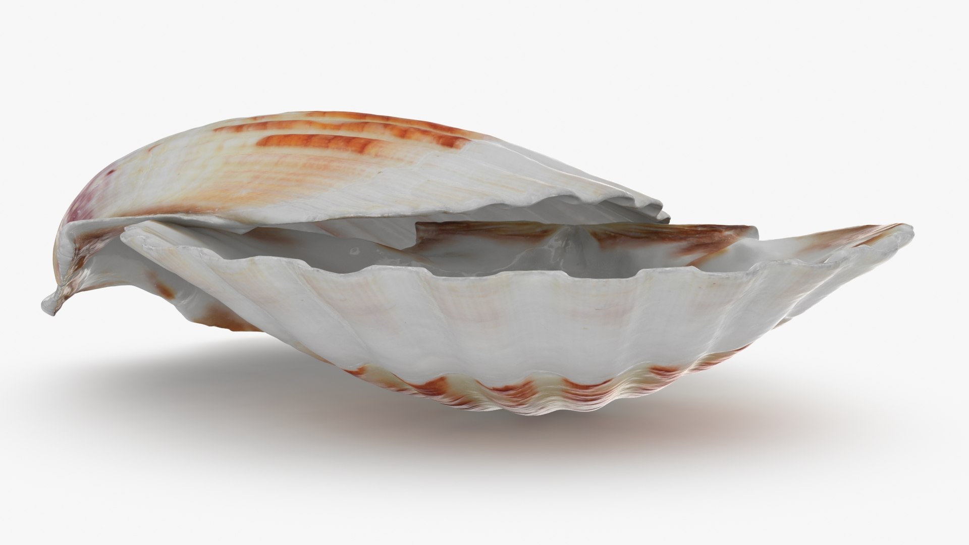 Clam Shell 02 Pose 2 3D Model - TurboSquid 2223907
