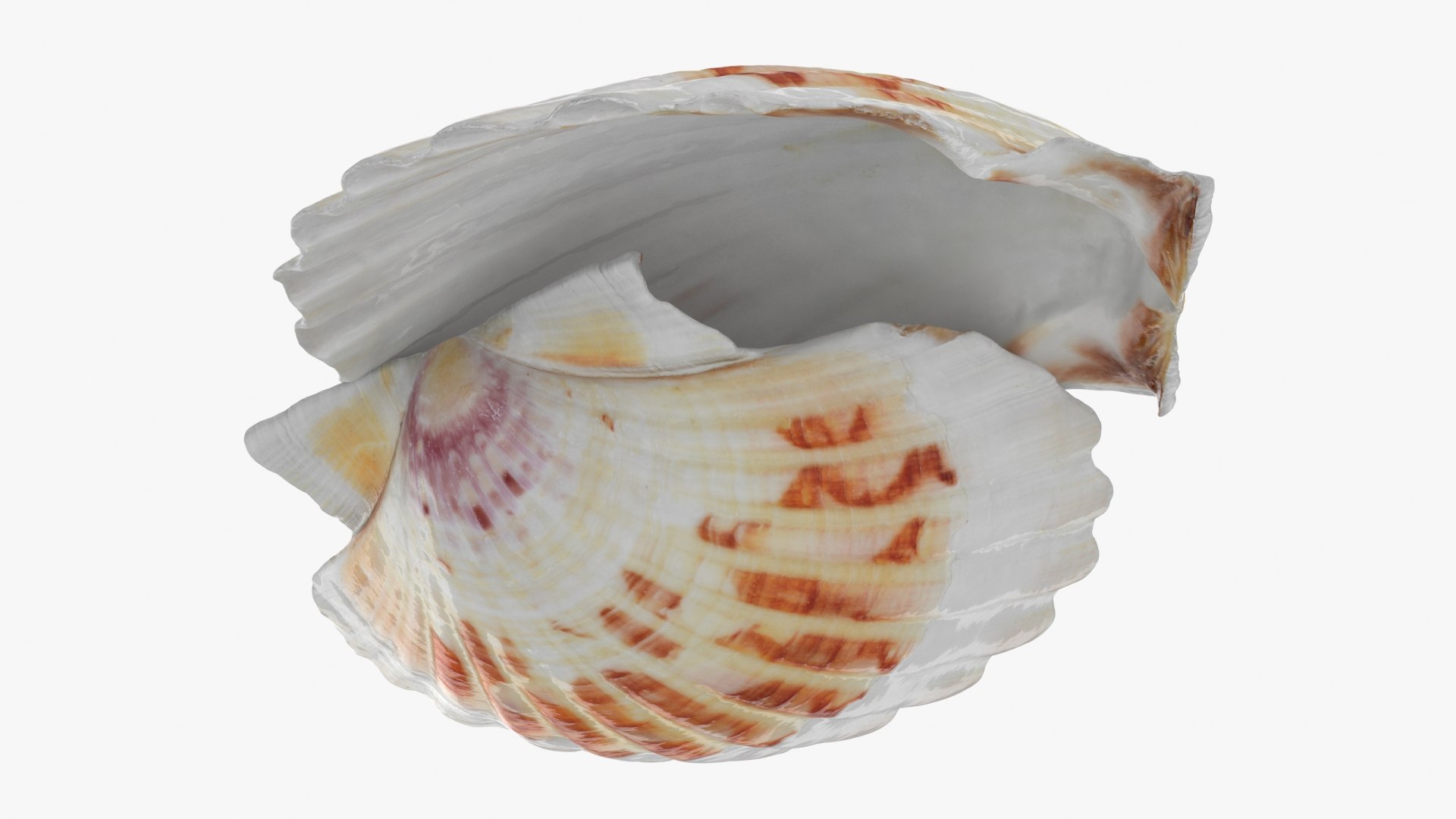 Clam Shell 02 Pose 2 3D Model - TurboSquid 2223907