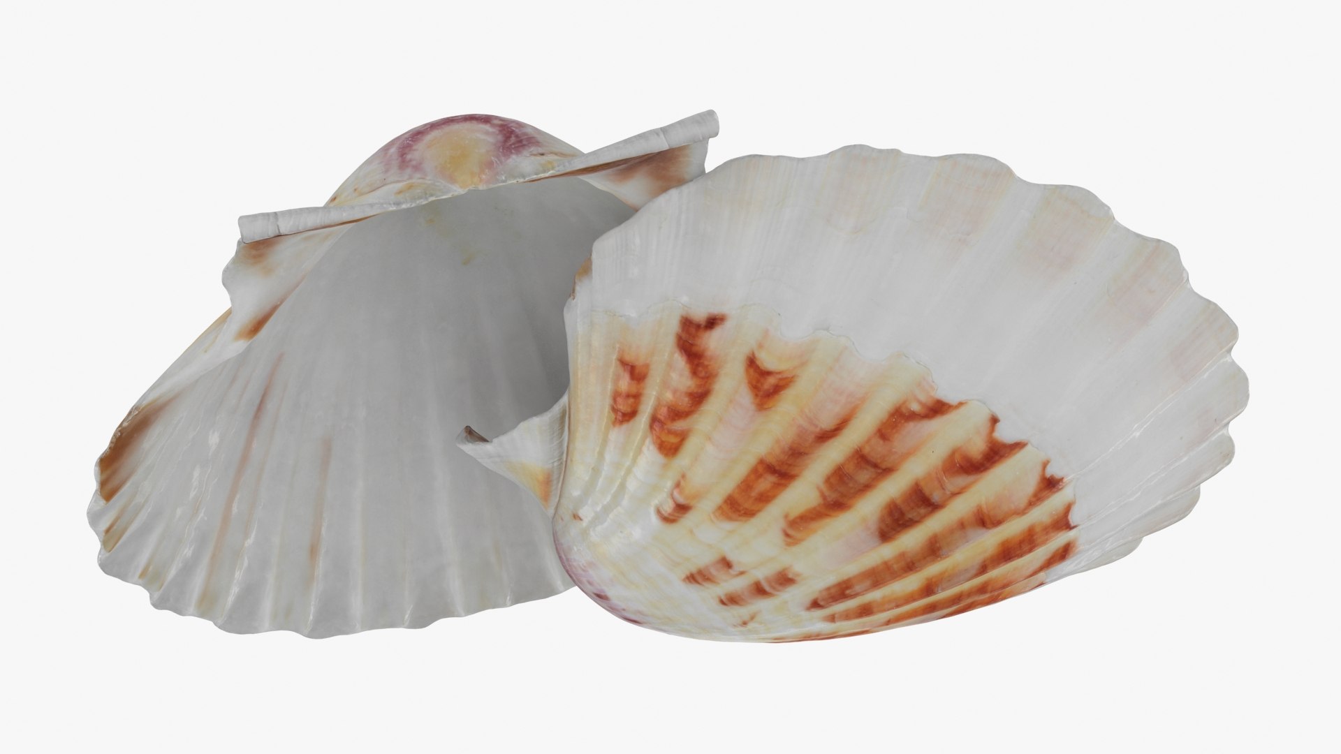 Clam Shell 02 Pose 2 3D Model - TurboSquid 2223907