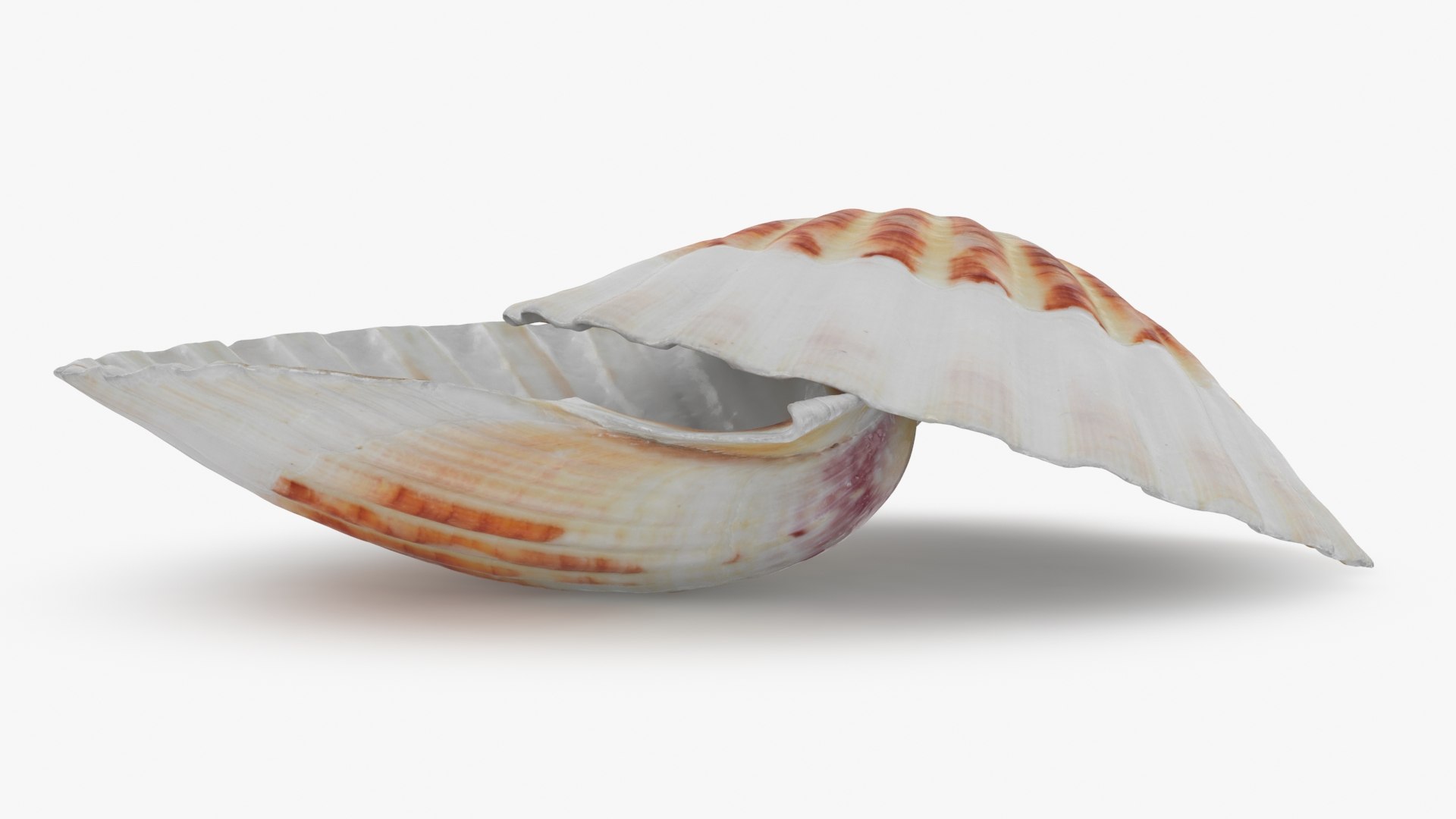 Clam Shell 02 Pose 2 3D Model - TurboSquid 2223907