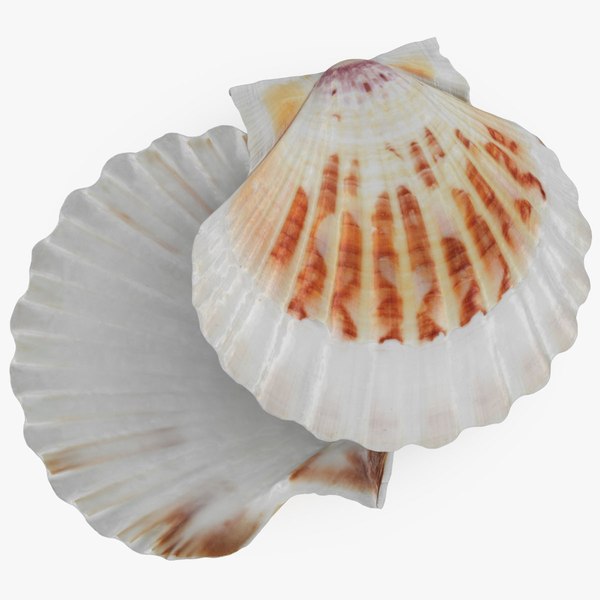 modelo 3d Concha De Almeja 02 Pose 2 - TurboSquid 2223907