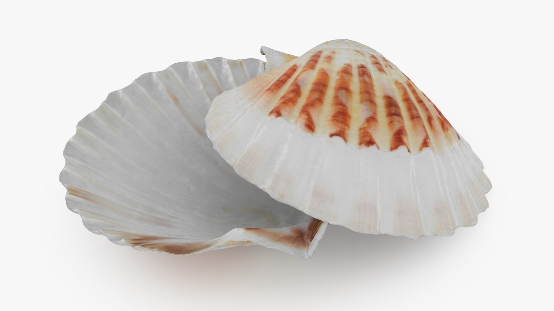 Clam Shell 02 Pose 2 3D Model - TurboSquid 2223907