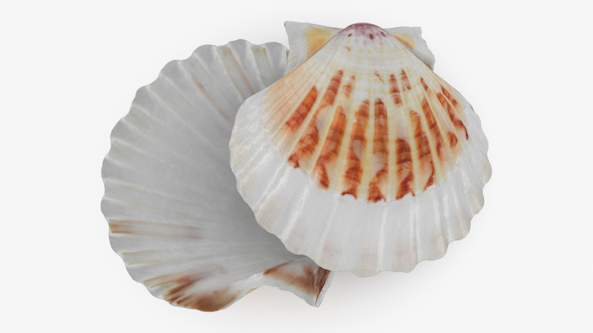 Clam Shell 02 Pose 2 3D Model - TurboSquid 2223907