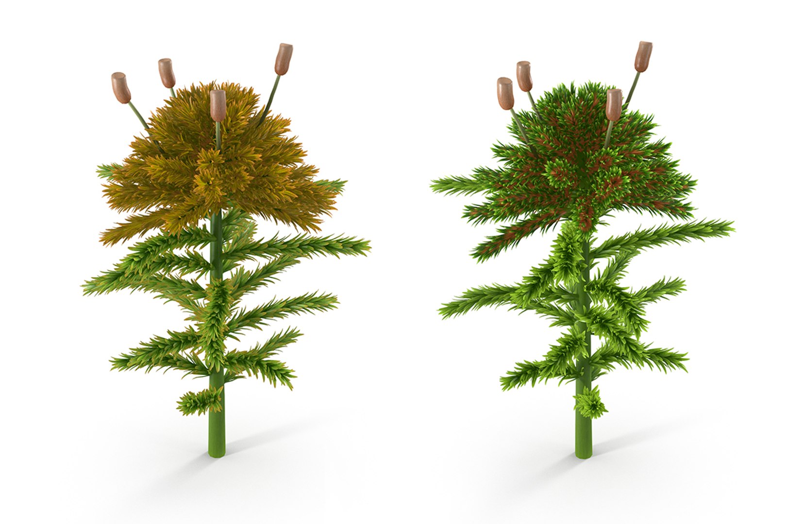 3D Sphagnum Fallax - TurboSquid 1838050
