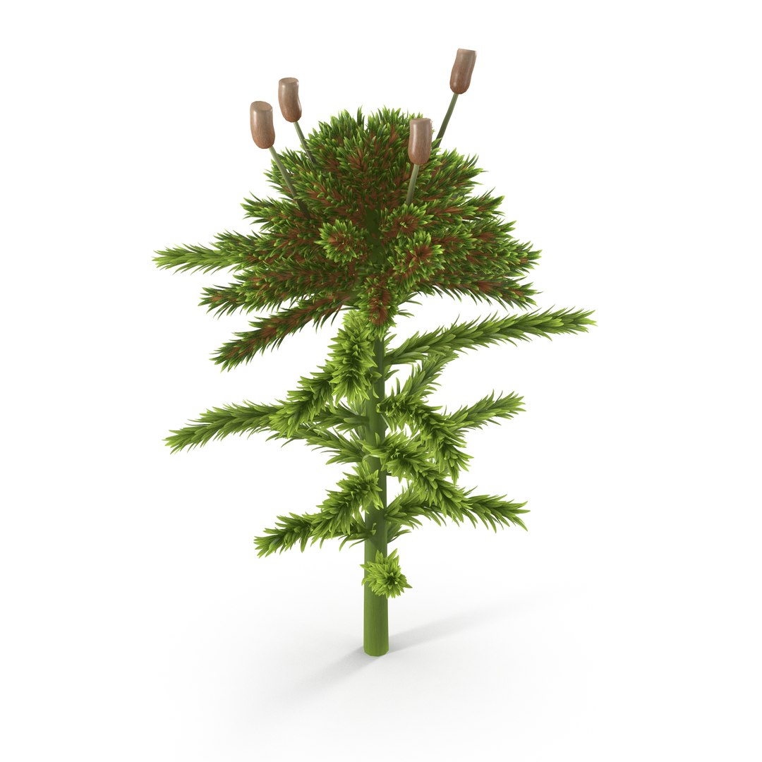 3D Sphagnum Fallax - TurboSquid 1838050