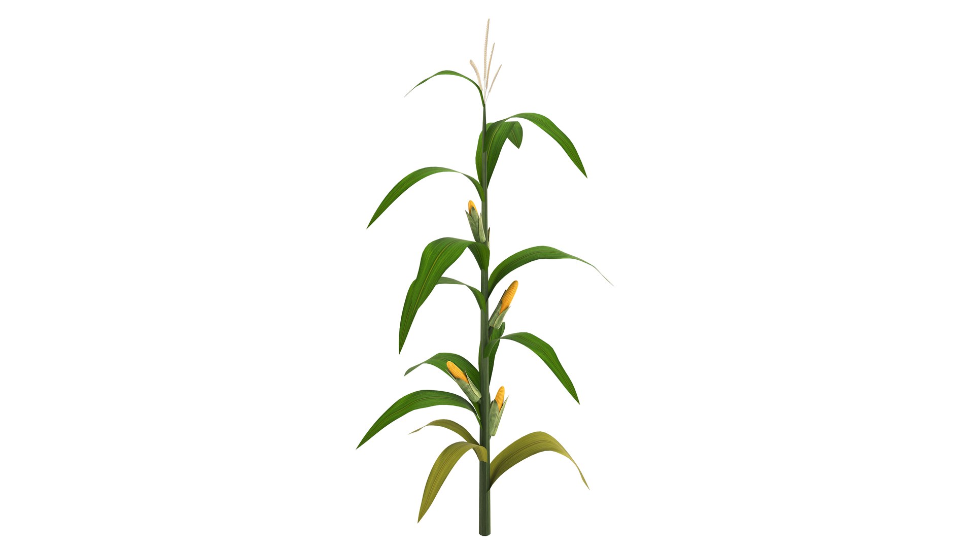 3D Corn Stalk Model - TurboSquid 1934897