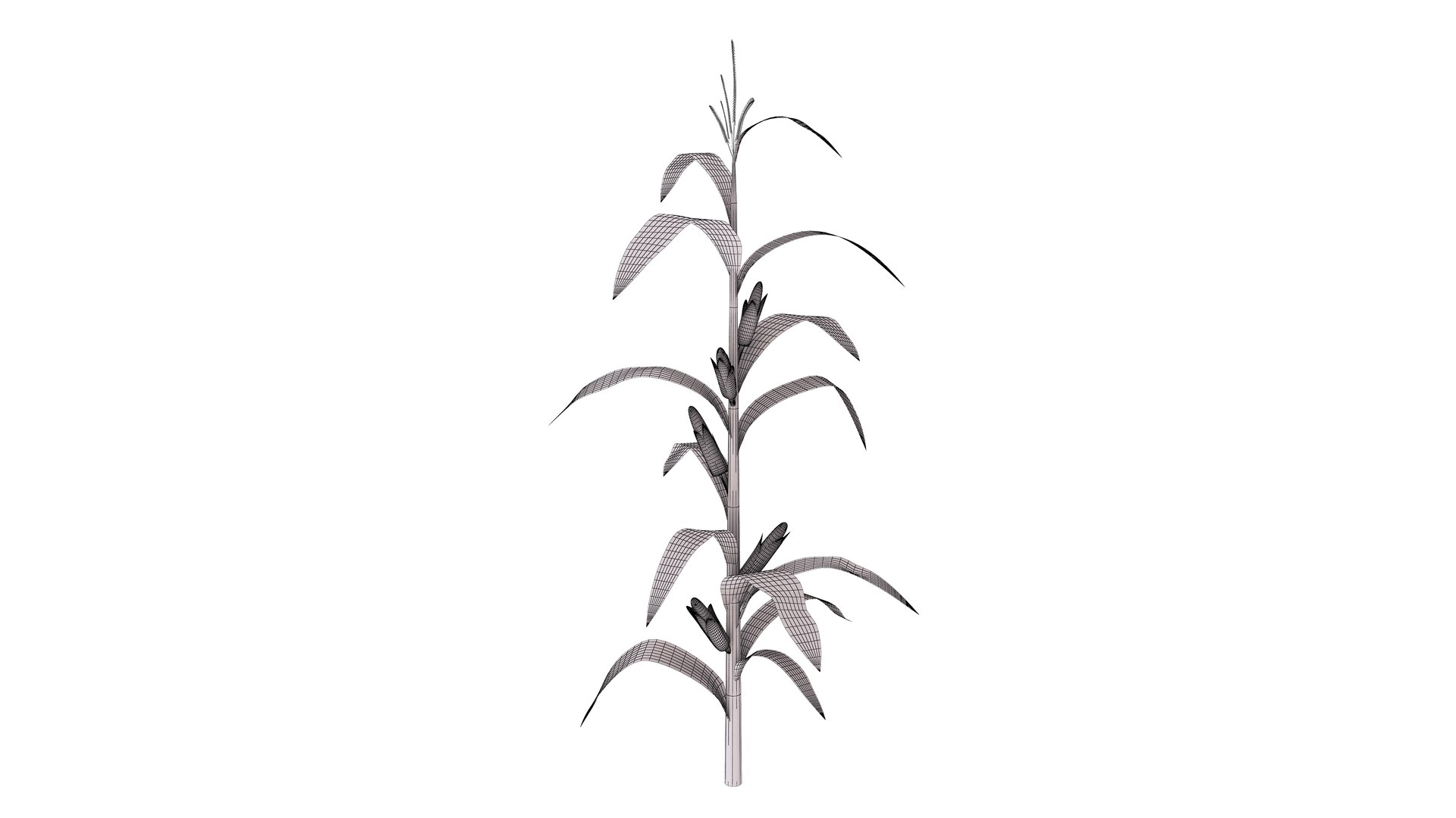 3D Corn Stalk Model - TurboSquid 1934897