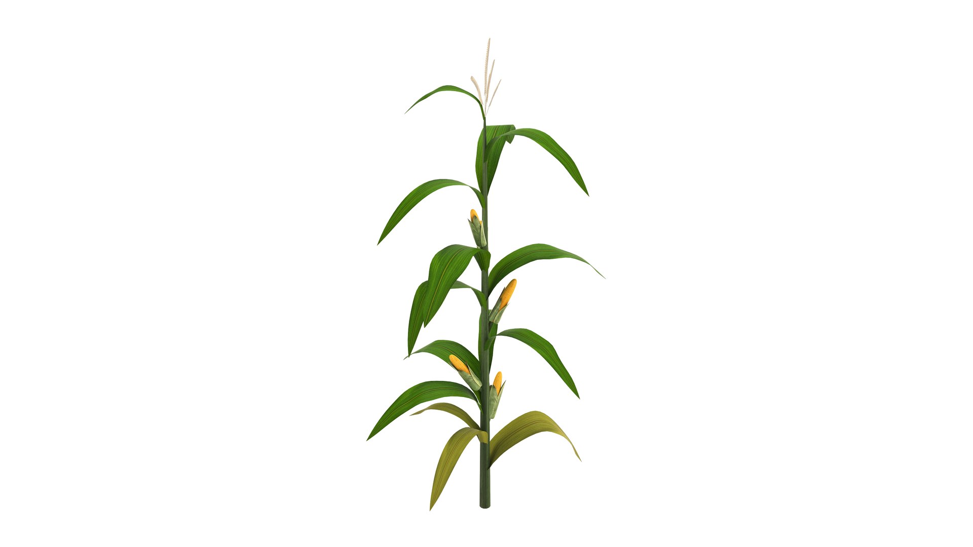 3D Corn Stalk Model - TurboSquid 1934897