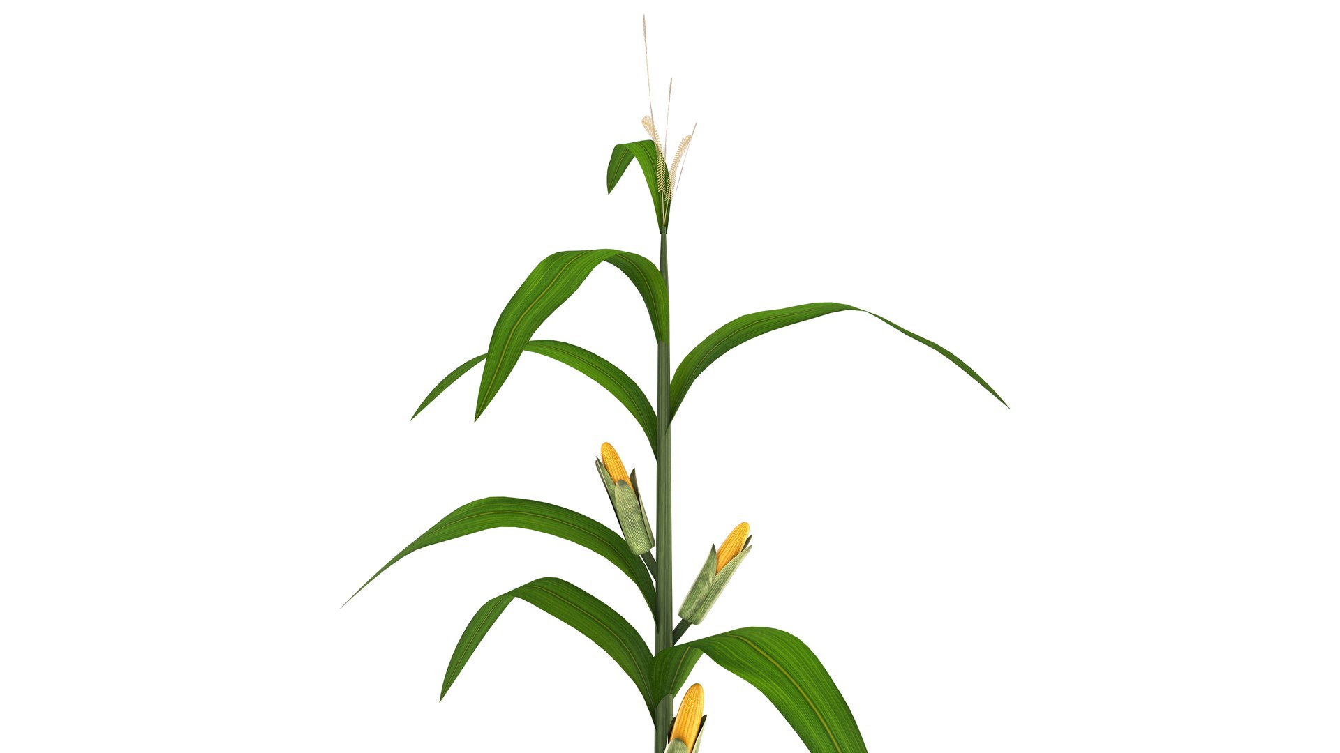 3D Corn Stalk Model - TurboSquid 1934897