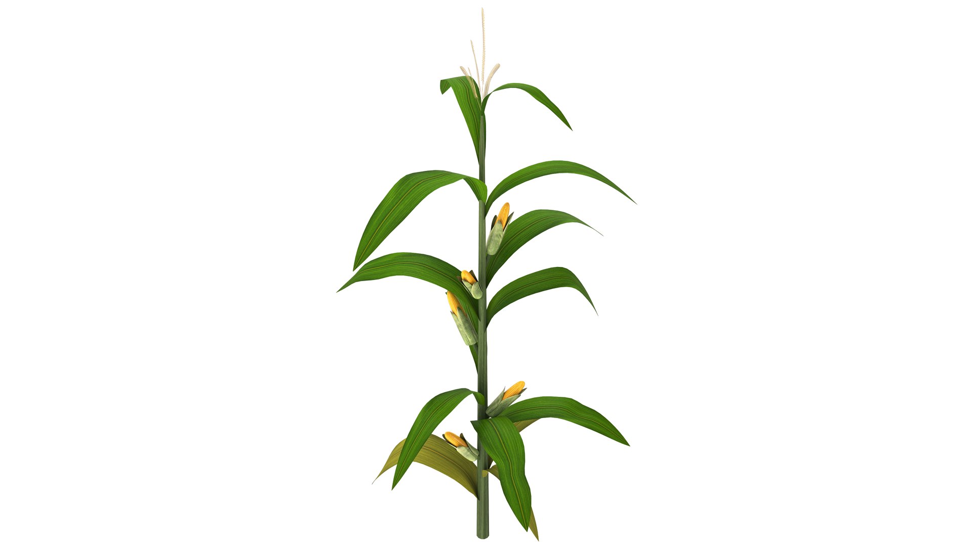 3D Corn Stalk Model - TurboSquid 1934897