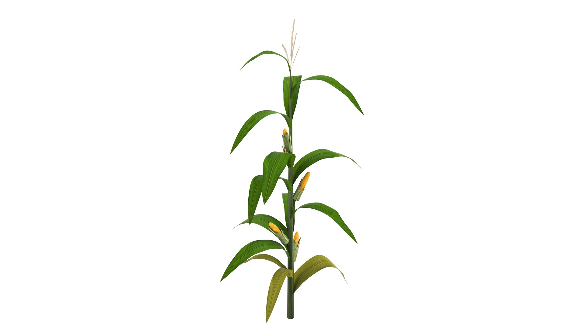 3D Corn Stalk Model - TurboSquid 1934897