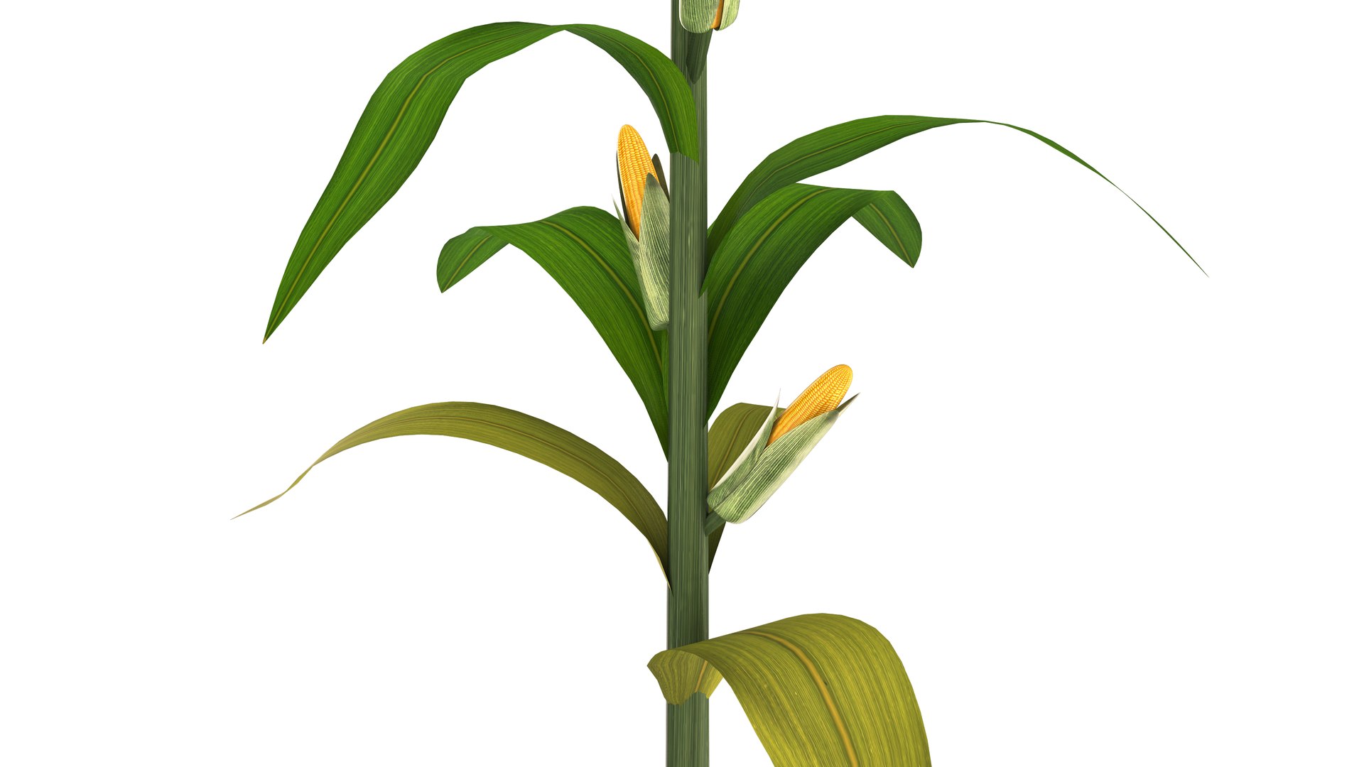 3D Corn Stalk Model - TurboSquid 1934897