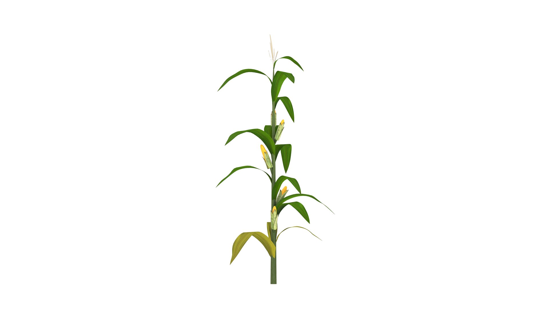 3D Corn Stalk Model - TurboSquid 1934897