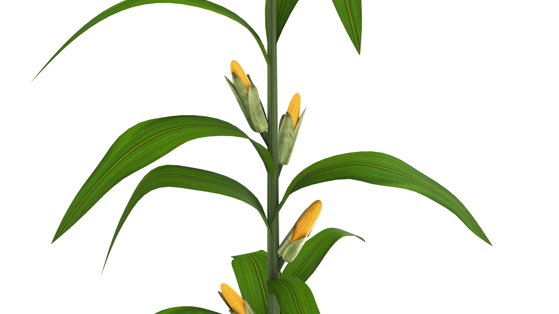 3D Corn Stalk Model - TurboSquid 1934897